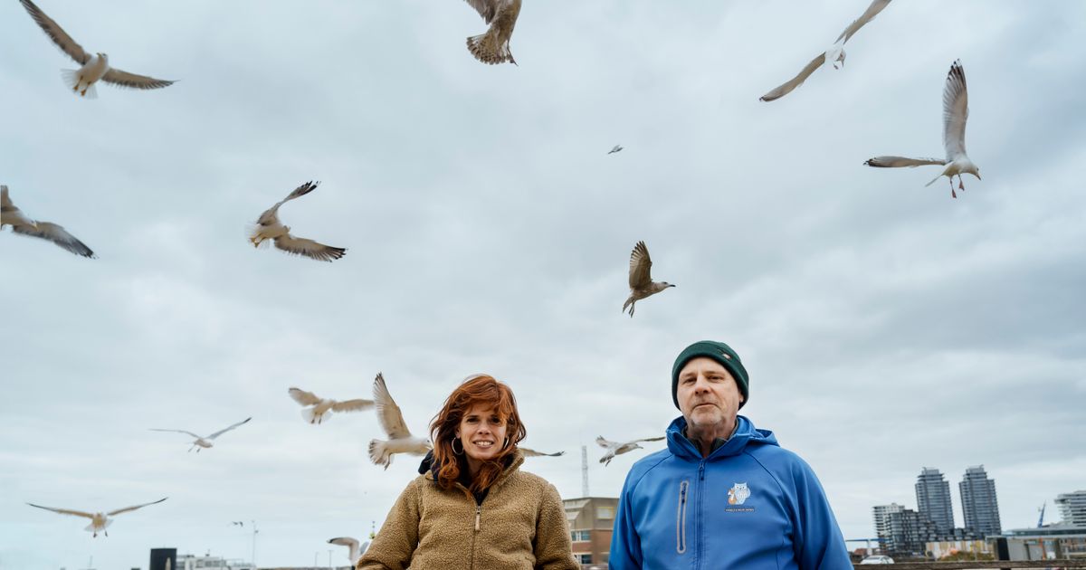 Barbara Claes en Marc Verborgh in gesprek: "Ze zeggen: de ratten van de ...